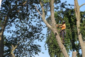 Ricks Expert Tree Service | – Tree Services in Bucks County, PA