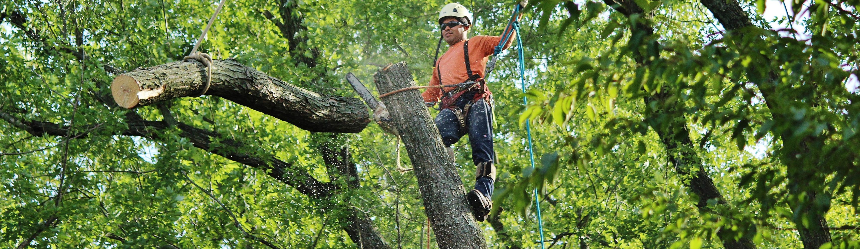 Ricks Expert Tree Service | – Tree Services in Bucks County, PA